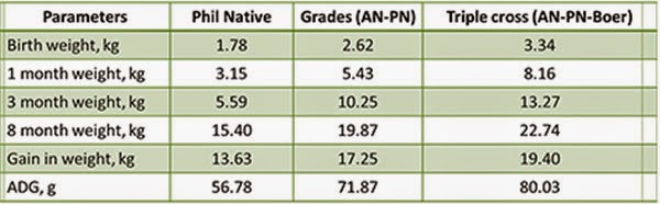 Options to Improve Traditional Goat Breeding: Stock Upgrading