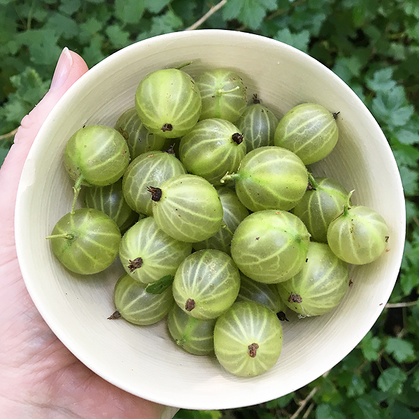 Dessert taartjes met kruisbessen | Plantaardigheidjes