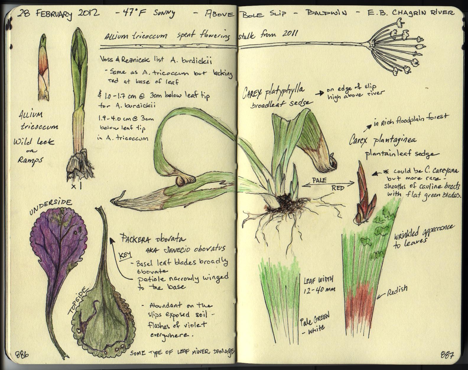 perigynia: Carex plantaginea