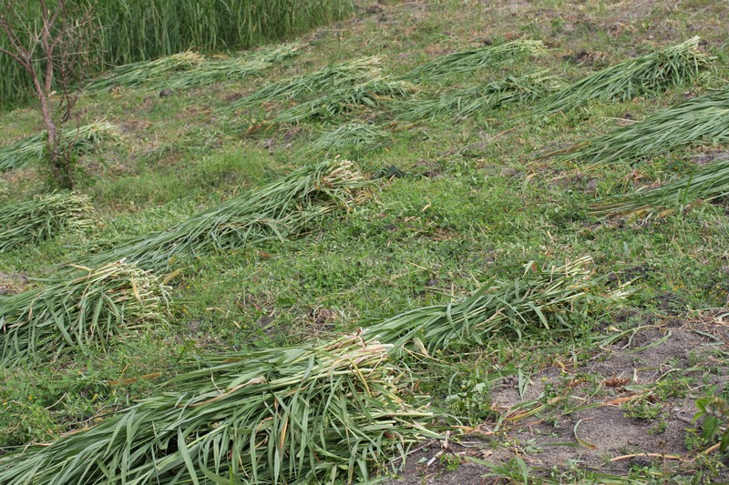 Maralfalfa Veracruz MEXICO: Maralfalfa en Veracruz Mexico