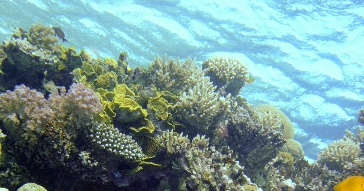 Scuba Tech Diving Centre, Cyprus: 5 Best Things about Trying Scuba Diving