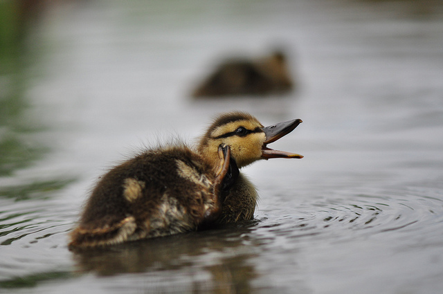 The Ducklings of Spring | The Ark In Space