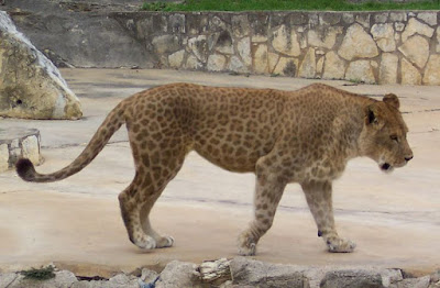 Liger - Meet the Largest Big Cat. : Leopon