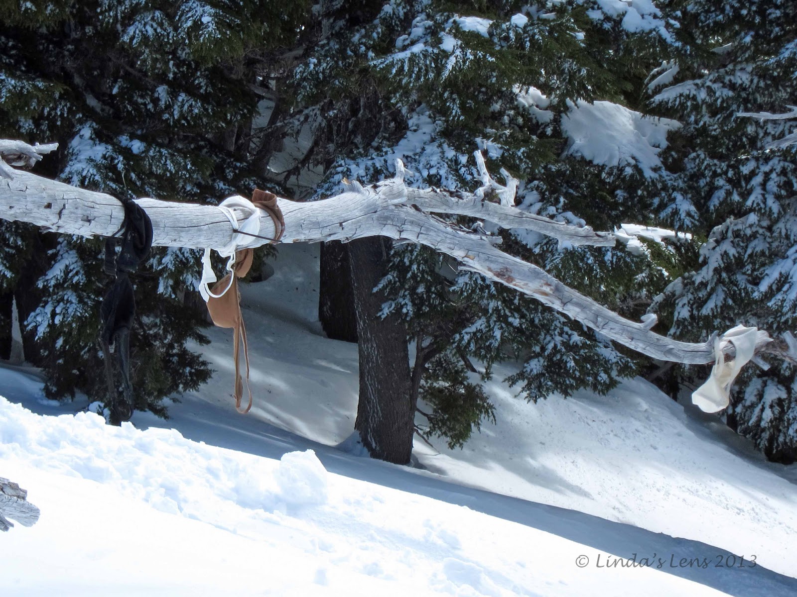 Linda's Lens: The Bra Tree and Katie's Sled Ride