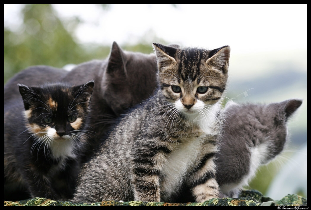 Focus nature: Chatons