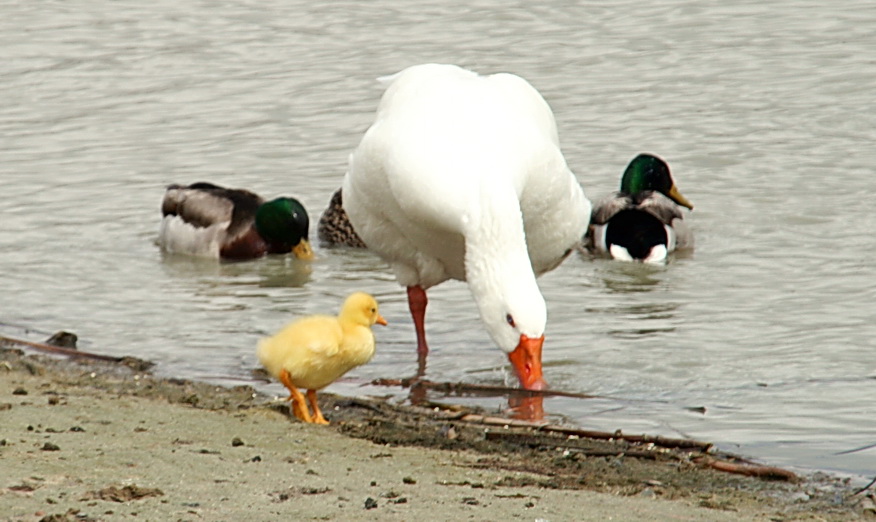 El Territorio Natural: Juveniles de oca en Adanero