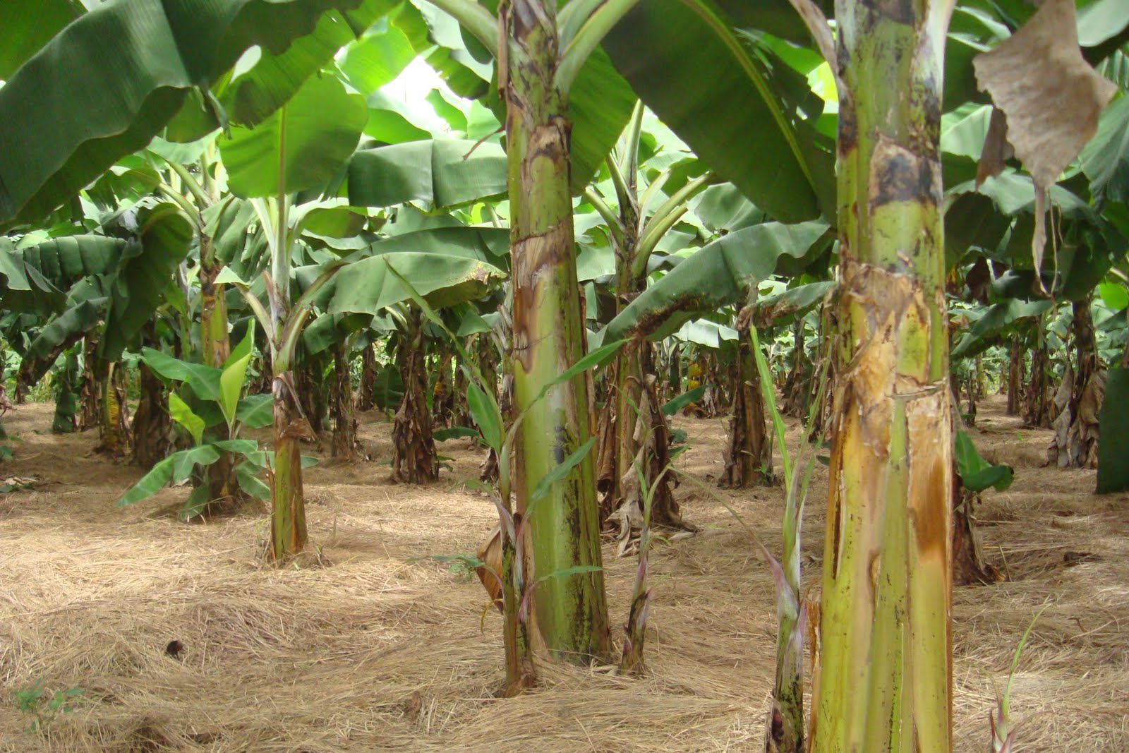 Kilimo Bora cha Migomba