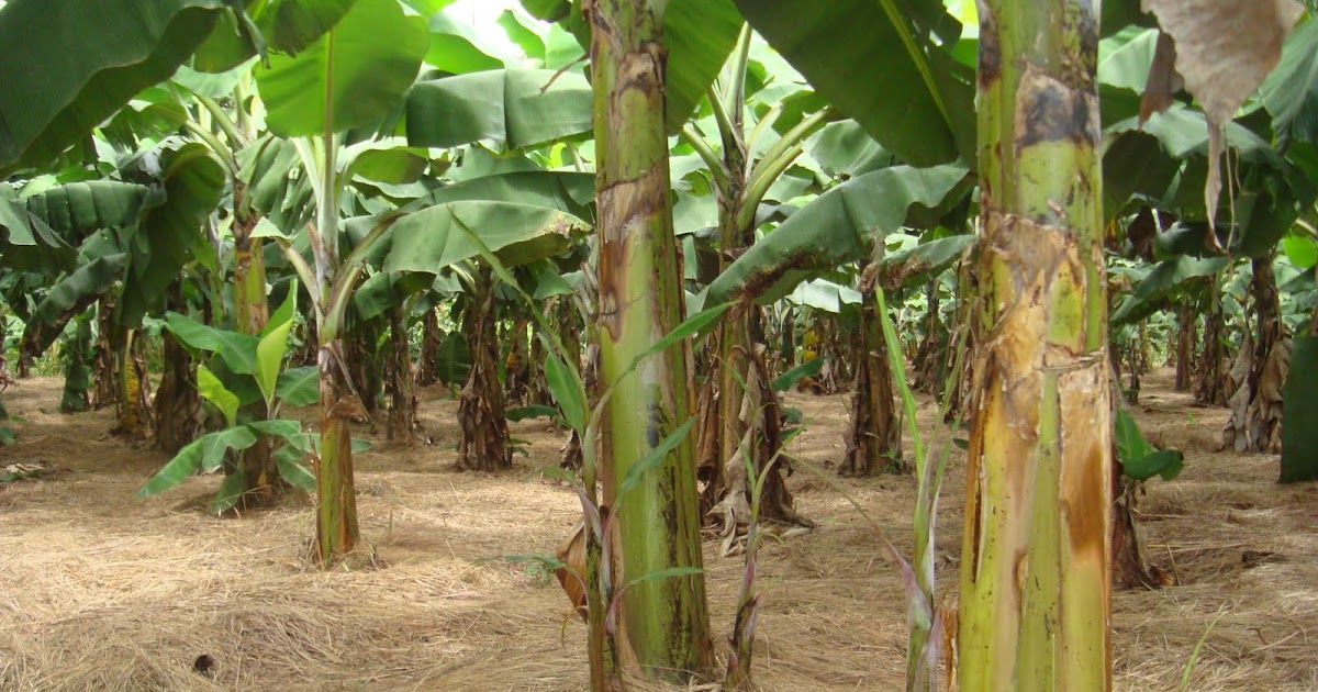 Kilimo Bora cha Migomba