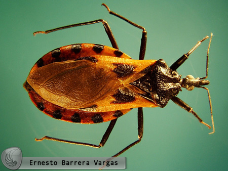 Triatoma dimidiata. ¿Lo conoces?