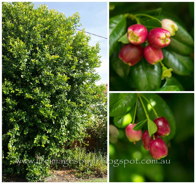 Life Images by Jill: How to make Lilly Pilly Jam - a delicious ...