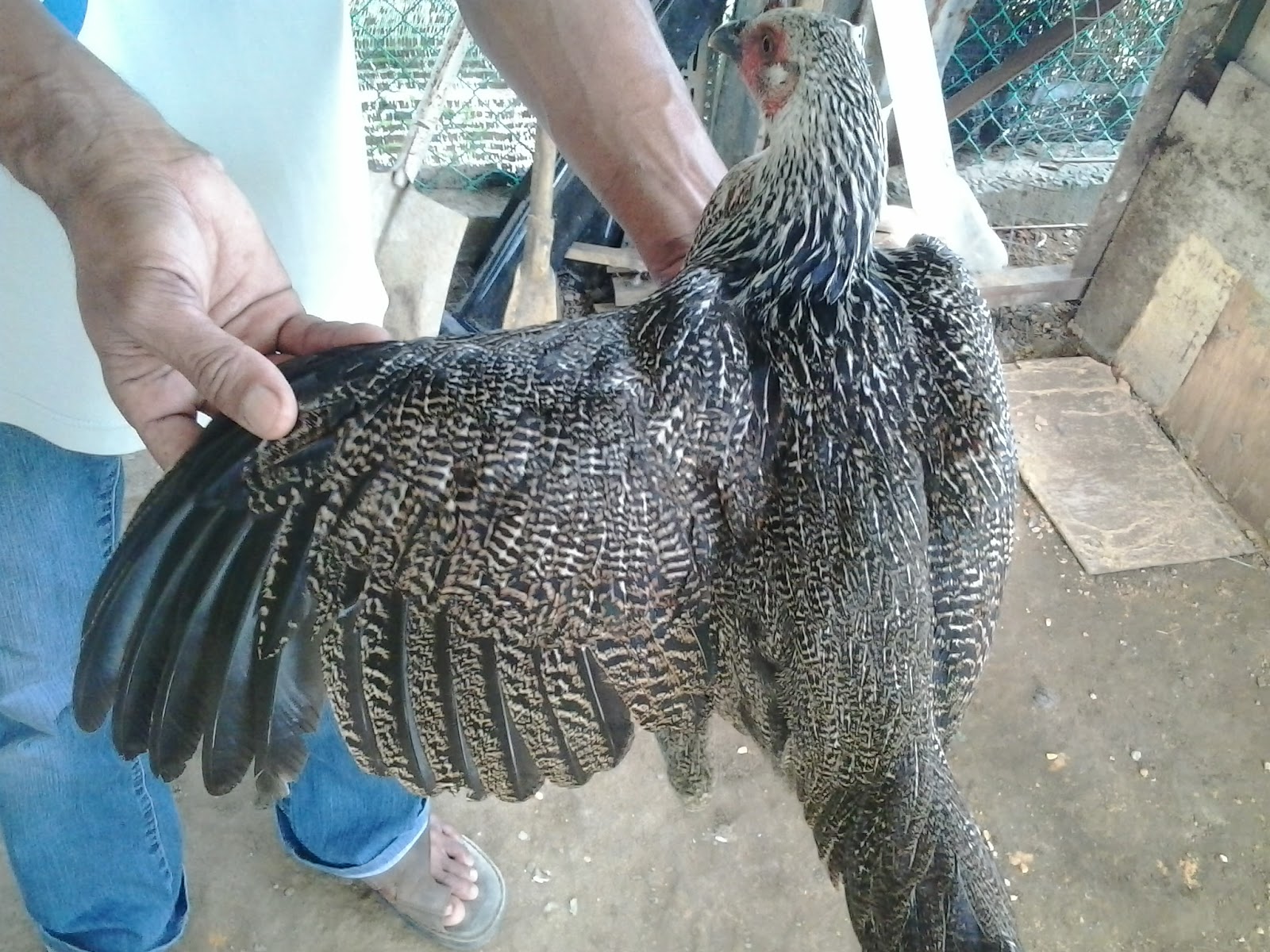 Ayam Sabung: koleksi gambar