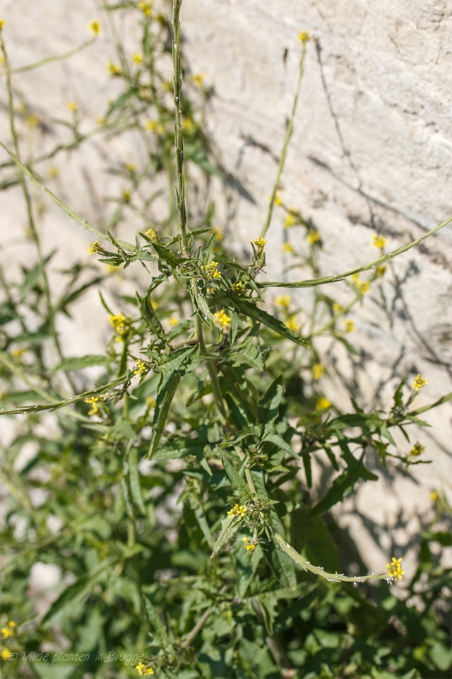 Wilde planten in Brugge: Gewone raket