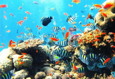 Welcome to the Natural Charm of Indonesia: Keindahan Taman Laut ...