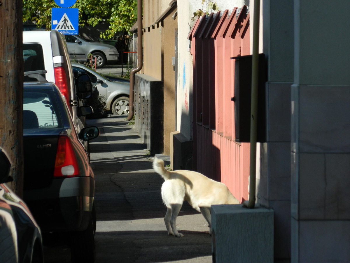 LA MULTI ANI, ROMANIA!: Caine vagabond pe strada Samuil Vulcan