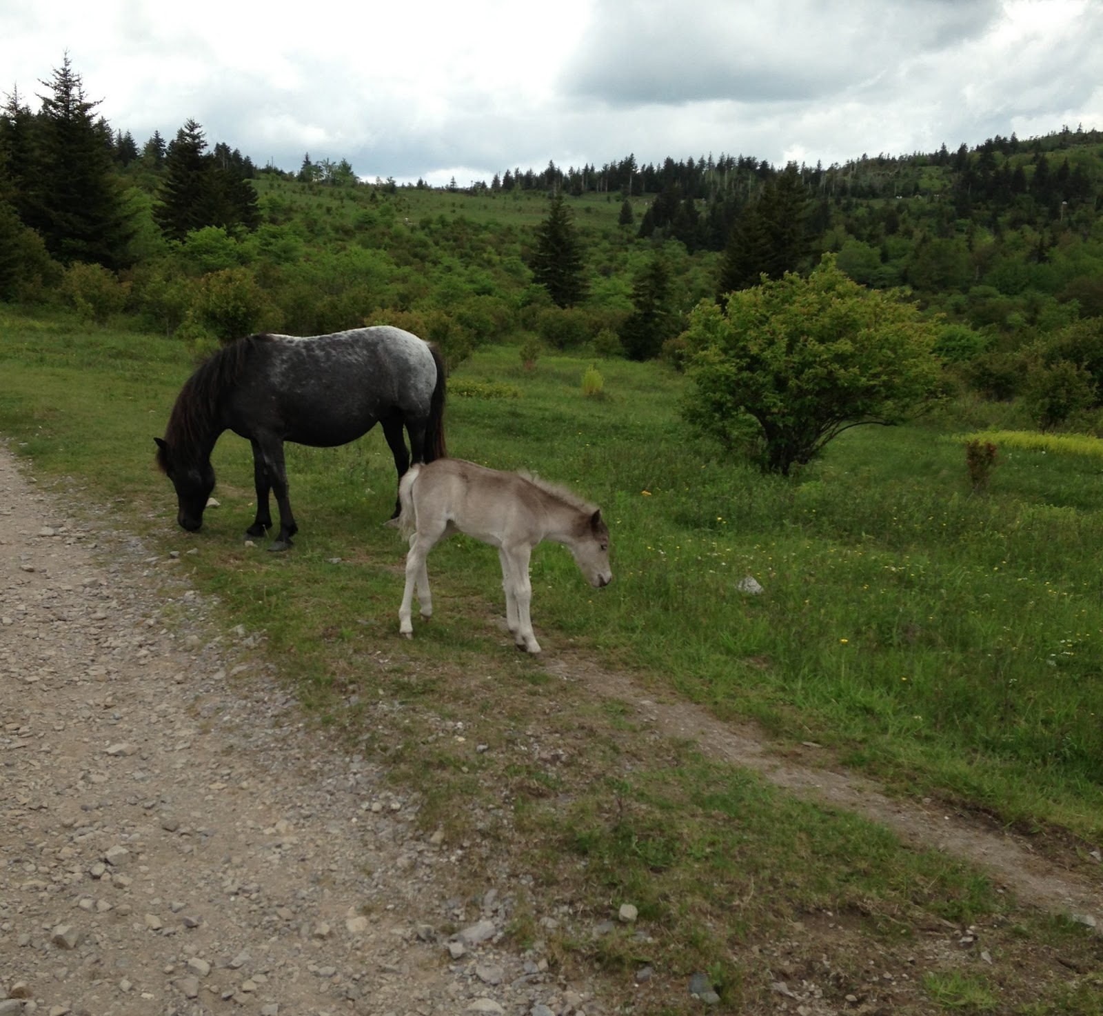 NC BACKCOUNTRY: A Day Hike at Grayson Highland State Park