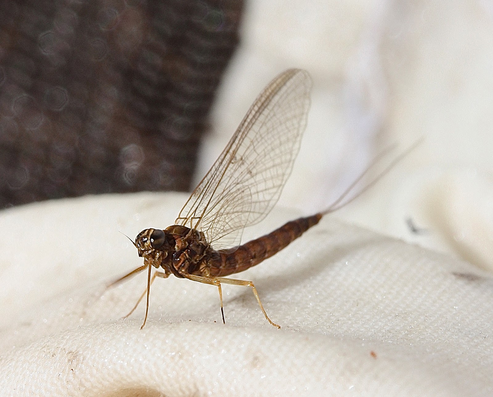 Aquatic Insects of Central Virginia: A spring day on two small streams ...
