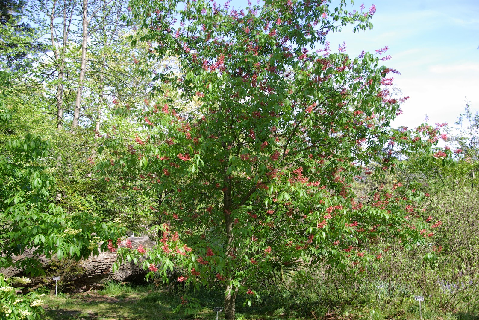 sweetbay: Coker Arboretum and Sisters' Garden, on a sunny day