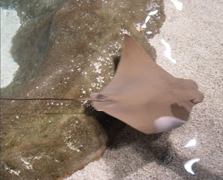Sea Creature Report: **The Cute Cownose Ray**