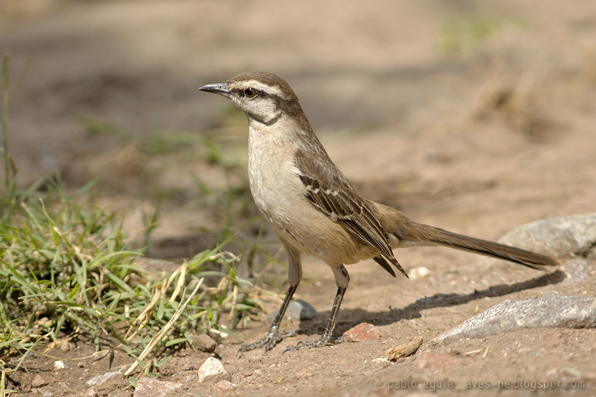 mis fotos de aves: Mimus saturninus Calandria Grande Chalk-browed ...