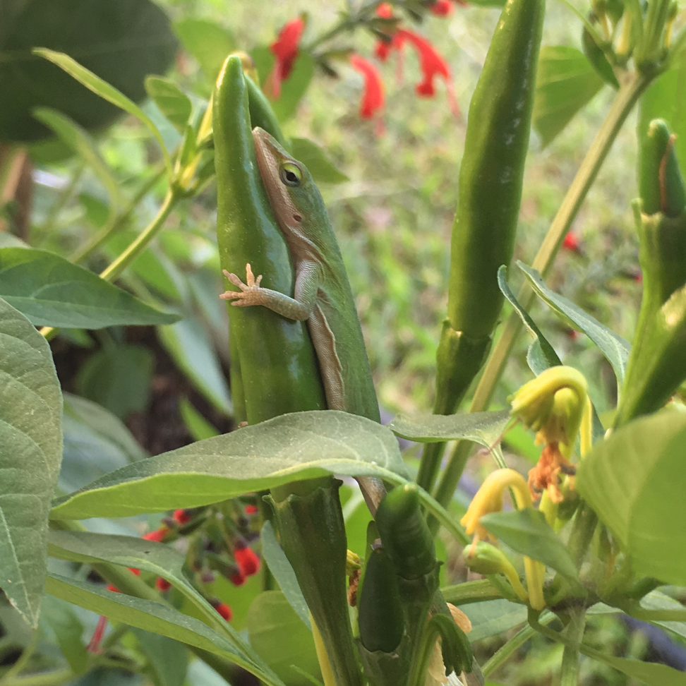 Welcome to our Mini Farm