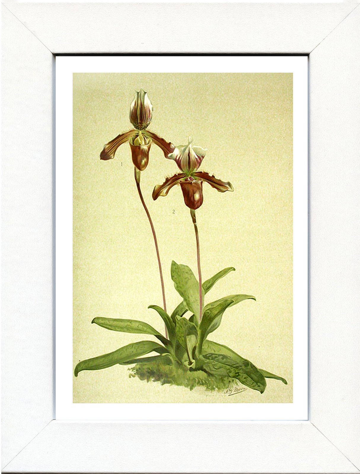 jjjewel.resimlerim: ÇİÇEK TEMALI RESİMLER