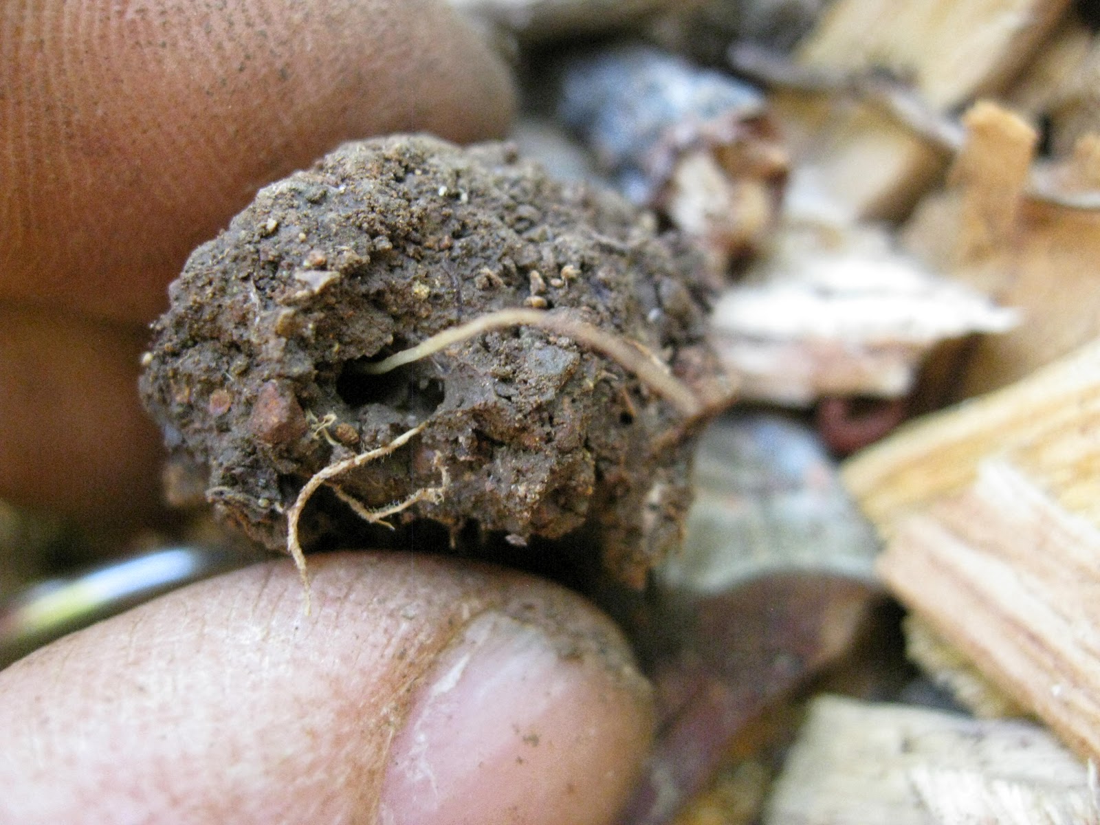 Low Cost Vegetable Garden: Worm hole roots