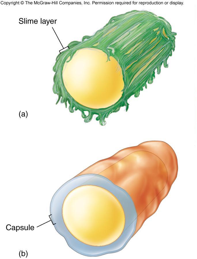 Microbiology: MicroJournal Entry #2 - Dictionary