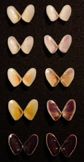 Isotria Blog: Padre Island Coquina Clams