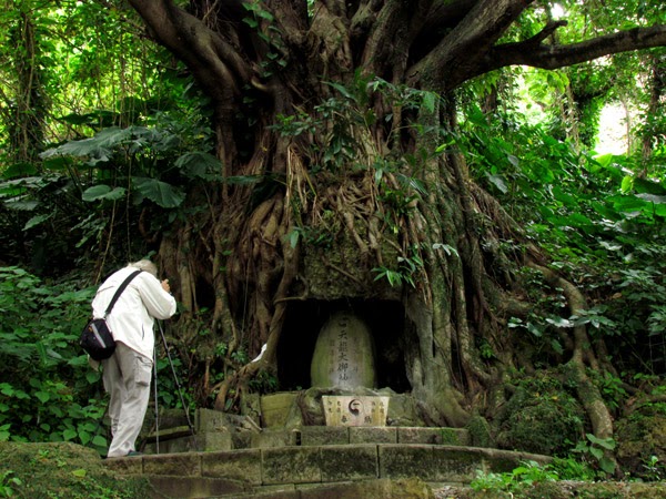 Map It! Okinawa: "The Dragon Tree"