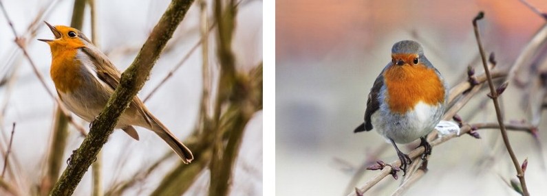 Contes d' Animals: EL PIT-ROIG