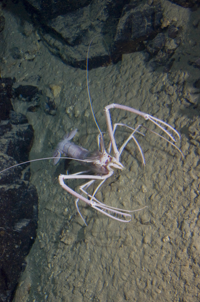 Real Monstrosities: Acanthacaris caeca