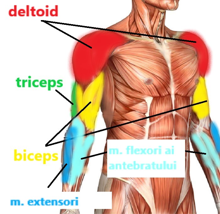 train yourself: Muschii membrelor superioare
