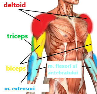 train yourself: Muschii membrelor superioare