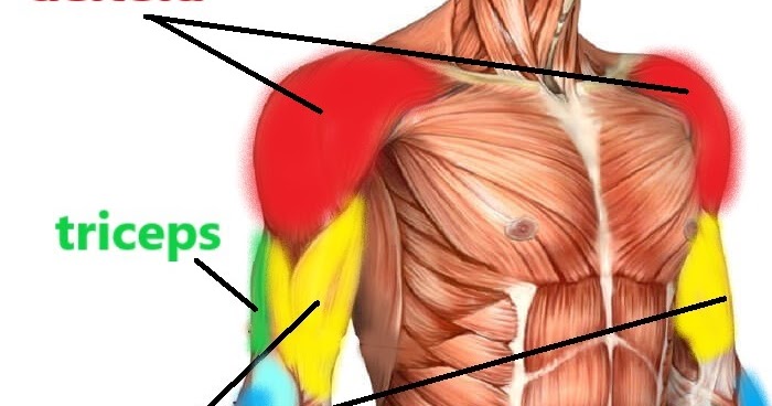 train yourself: Muschii membrelor superioare