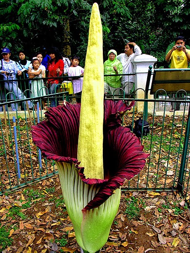 Plants in danger: The biggest and unusual rare plants in the world