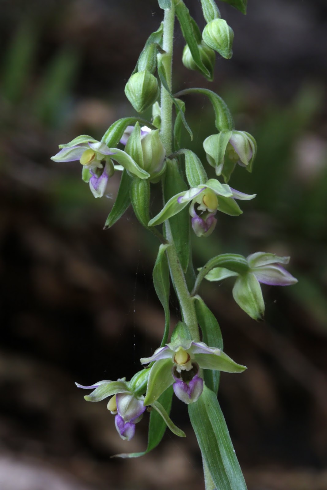 Native Orchids of the Pacific Northwest and the Canadian Rockies (and ...