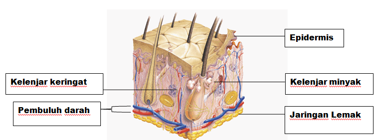 e-BioLearning: Struktur Kulit
