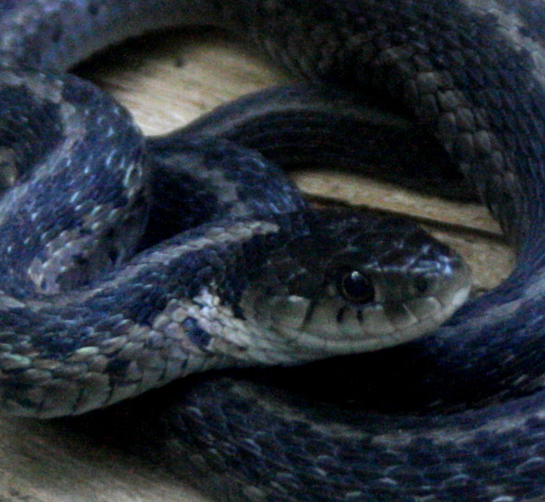 farm animals move: Grey Snake