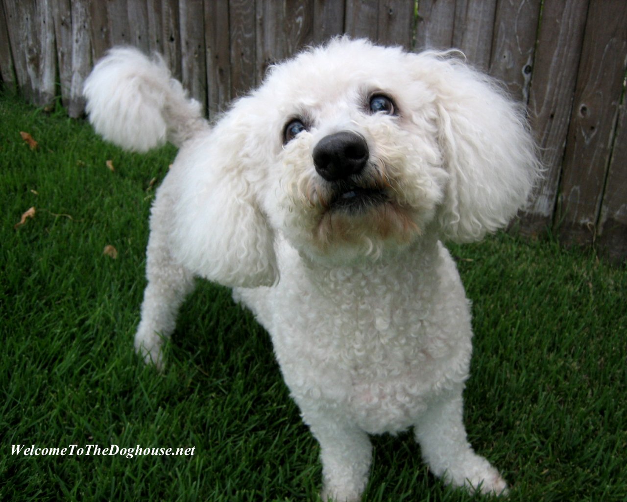 Cute Puppy Dogs: Cute bichon frise puppies