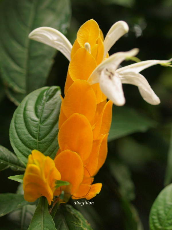 Pure Oxygen Generators: Our Common Hedges