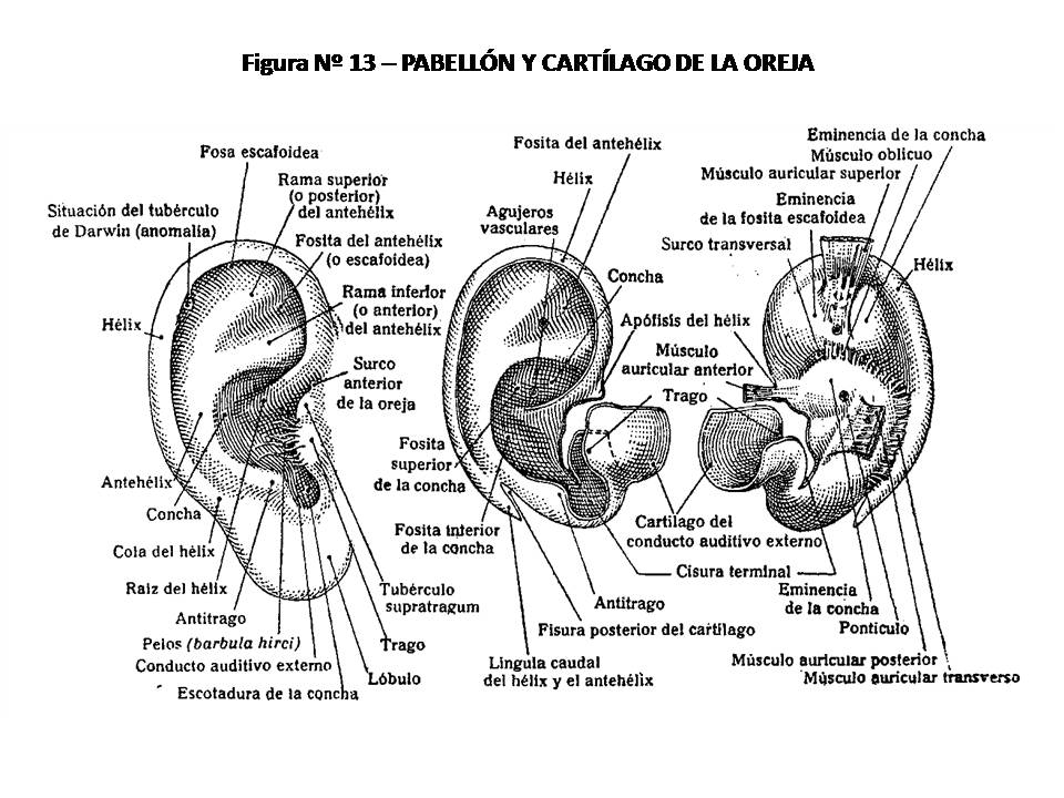 ATLAS DE ANATOMÍA HUMANA: 13. PABELLÓN Y CARTÍLAGO DE LA OREJA.
