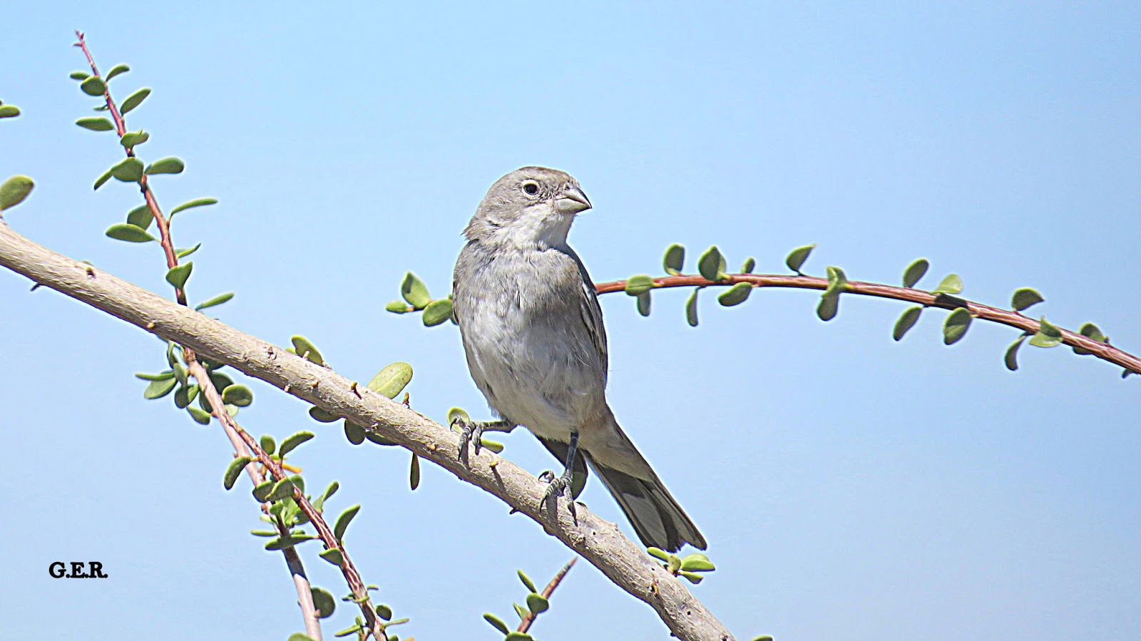Aves del Golfo San Jorge: Diuca común (Diuca diuca)