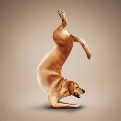Funny Dogs On Yoga Training Pictures | Dog breeds and Puppies Pictures
