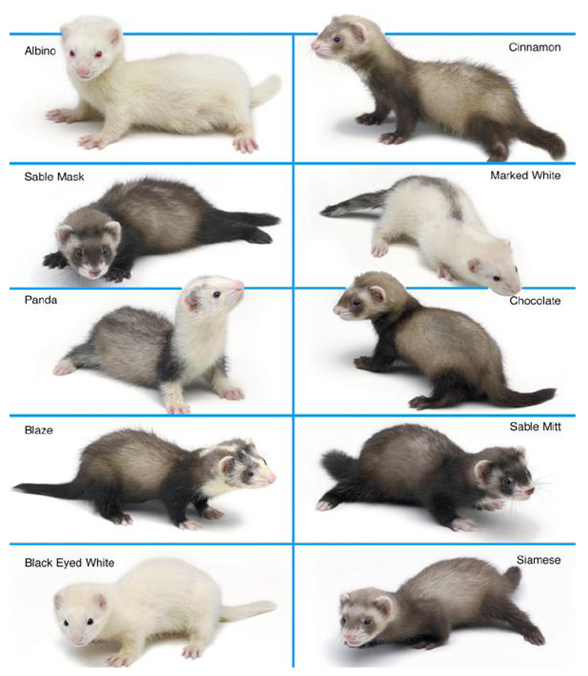 Every Day Is Special: April 2 – National Ferret Day