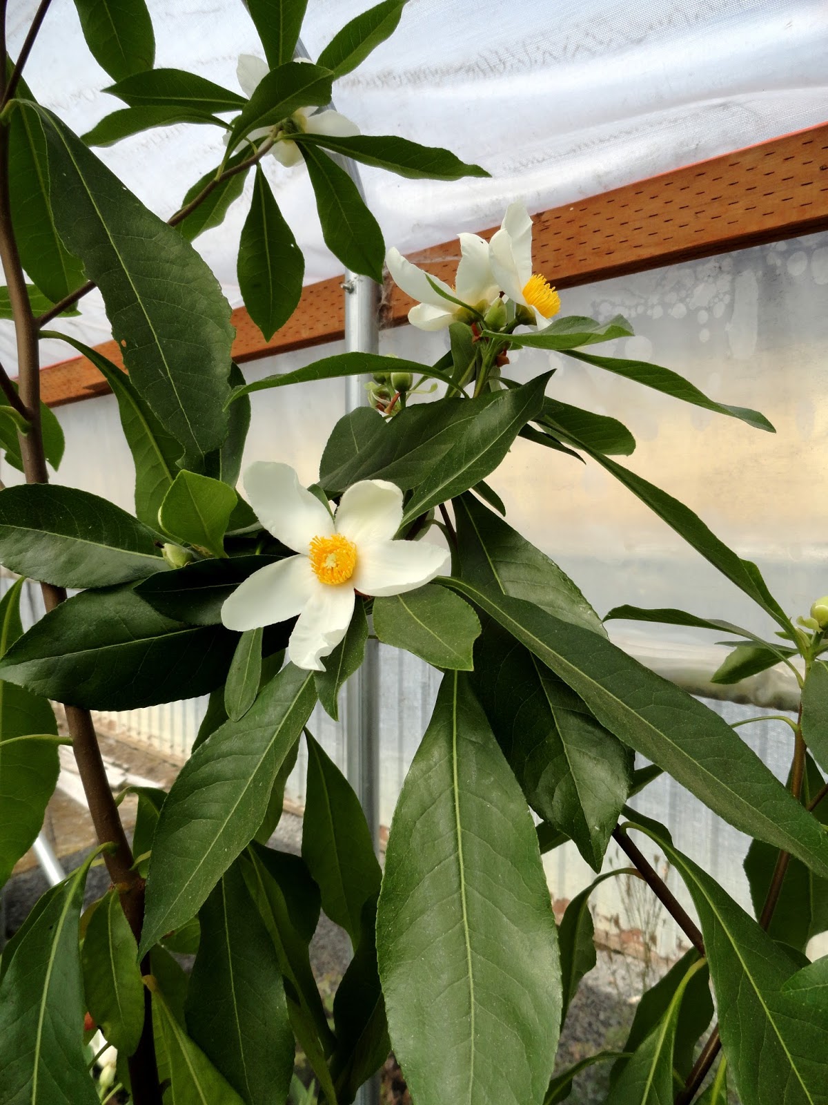 danger garden: Visiting Nowlens Bridge Perennials