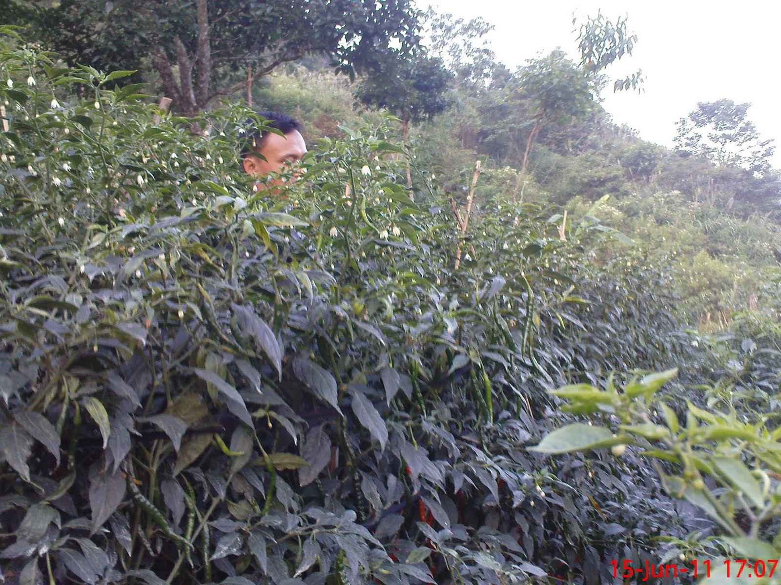 GAMBAR SUKSES BERCOCOK TANAMAN CABE | Tips Petani