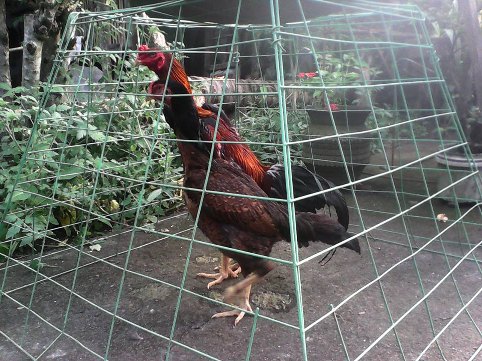 Gamefowl breeders: Shamo and Aseel