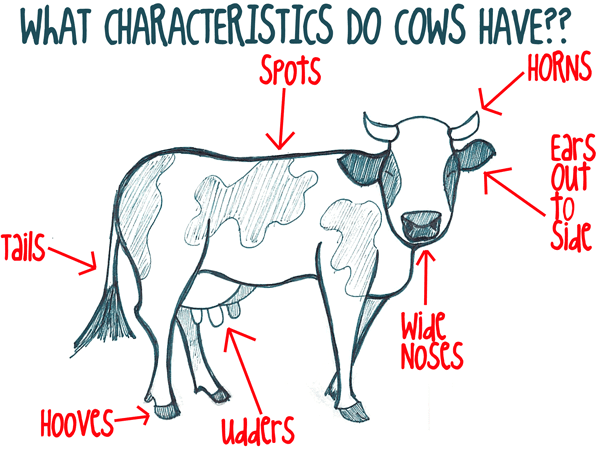 Cow Personality Test – Designed by UC Berkeley psychologists ...