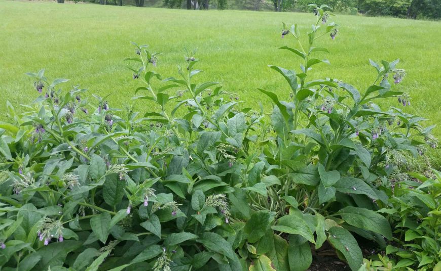 Future Plants by Randy Stewart: Comfrey