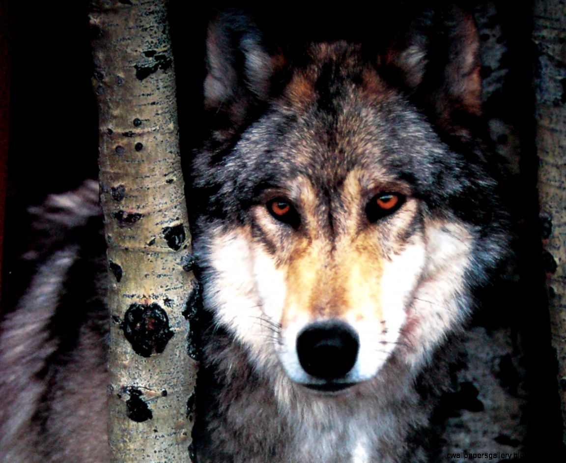 Beautiful Wolf Photography | Wallpapers Gallery